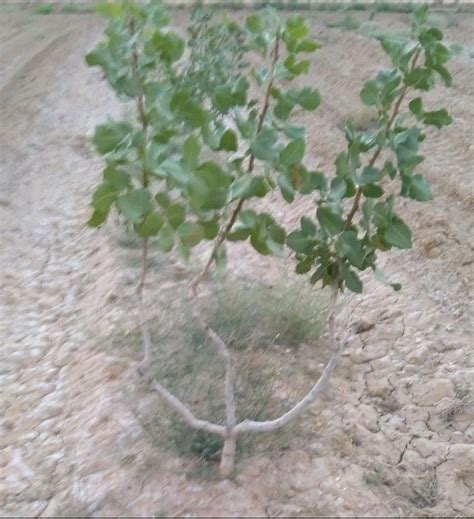 Mohammad Ghaedi On Linkedin Pistachio Shiraz Persian