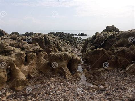 Coral On The North Coast Of Java Island Stock Image Image Of