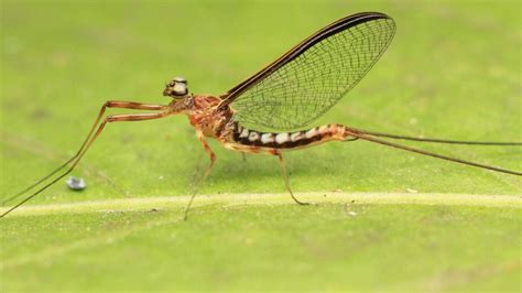 Mayflies What Are They And How To Get Rid Of Them