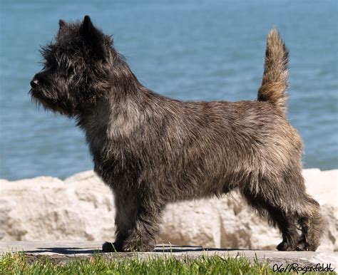 Cairn Terrier