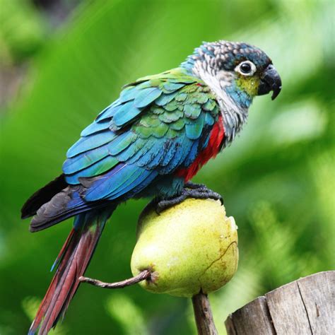 Crimson Bellied Conure Jayden Joshua Aviculture