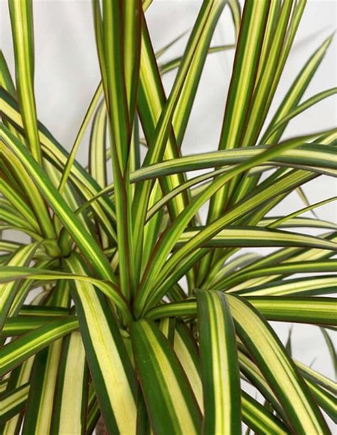 Dracaena Marginata Staggered How To Repot A Dracaena Marginata