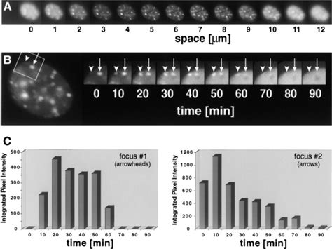 4d Analysis Of Replication Factory Assembly During S Phase A Stably