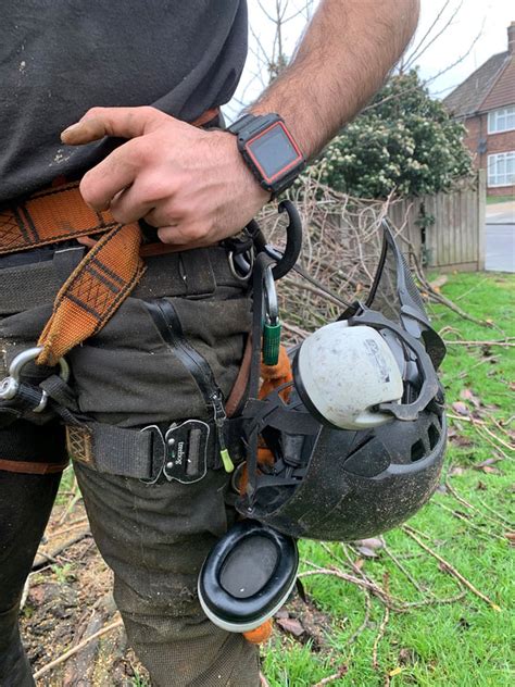 Essex Tree Surgeons Romford Brentwood And Beyond Tree Surgeon Essex