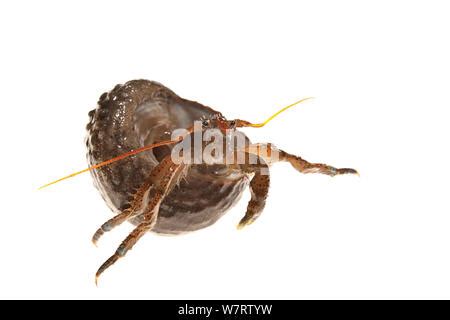 Blueband Hermit Crab Pagurus Samuelis In Black Tegula Shell Tegula