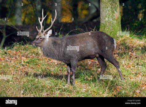 Sika Deer Spotted Deer Japanese Deer Cervus Nippon Stag In Autumn