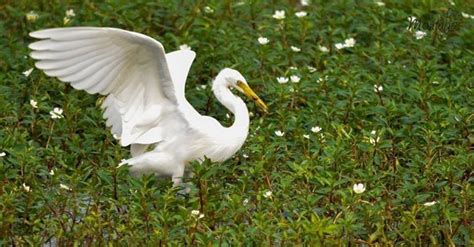 Intermediate Egret