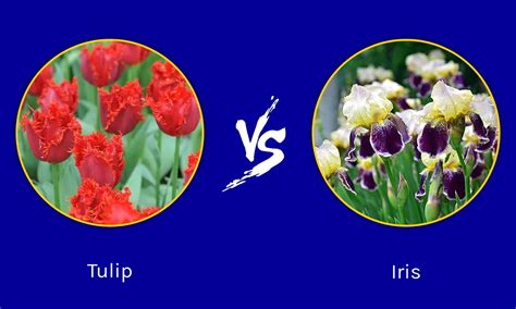 Tulip Vs Iris Springtime Beauties Worth Exploring A Z Animals