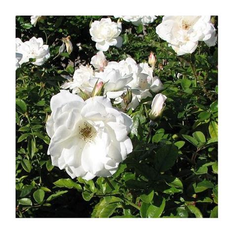 White Iceberg Rose Bush Form