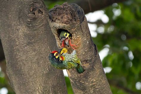 Tisha Mukherjee Insearchpk