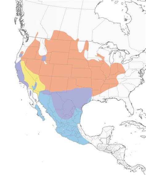 Lark Sparrow On The Feeder