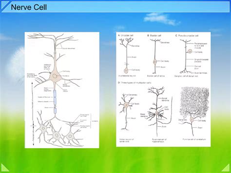 01 Cognitive Neuroscience Introduction Ppt