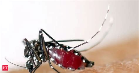 Mathematical Model Could Help Predict Dengue Fever Epidemic The