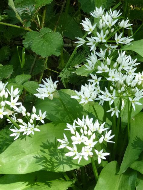 Ruffz Ledbury Restaurant Reviews Photos And Phone Number Tripadvisor