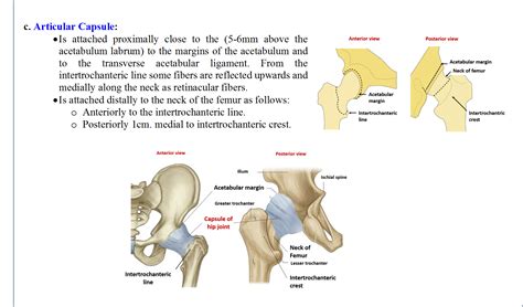 Hip Joint Anatomy Qa