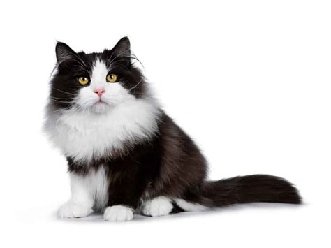 What Breed Is A Black And White Tuxedo Cat