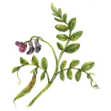 Gesse Maritime Mange Ton Saint Laurent