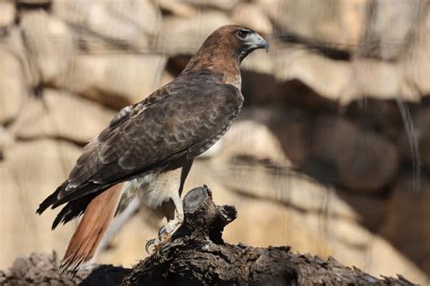 Red Tailed Hawk Facts And Characteristics Abilene Zoo Animals