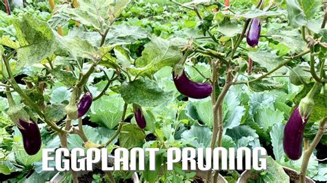 Pruning Eggplant Flowers At Evan Olsen Blog