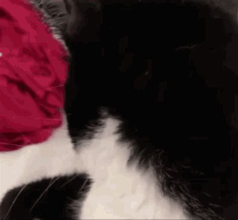 Cat Cat Face  