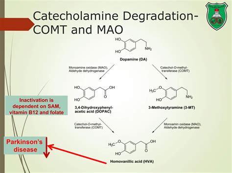 Lecture 4 Neurotransmitters Catecholamines Synthesis Inactivation