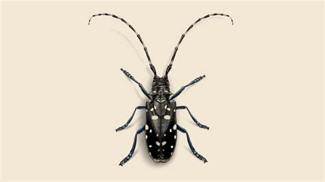 Asian Longhorned Beetle