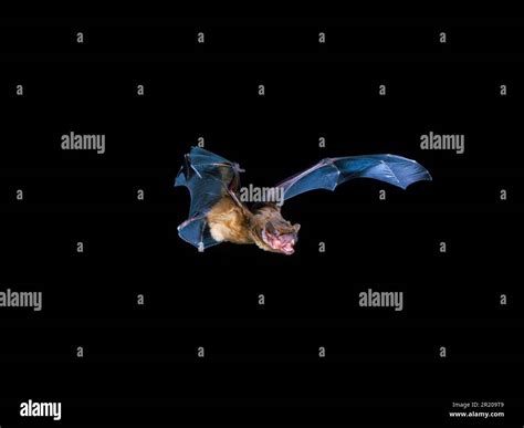 Broad Winged Bat Serotine Bat Eptesicus Serotinus Broad Winged Bat