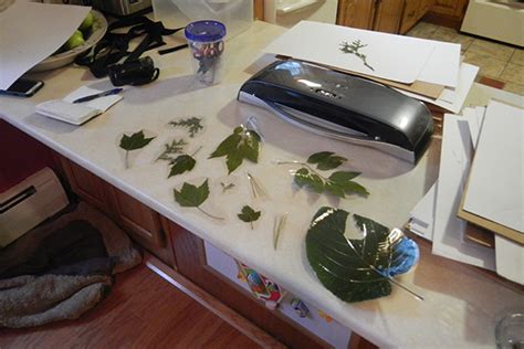 My Woodlot Laminating Leaves