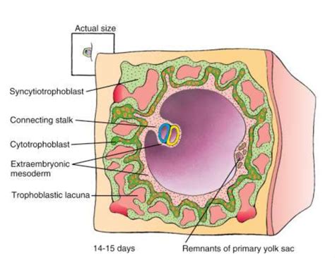 Embryology Diagram Quizlet