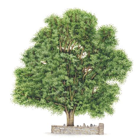 Sycamore Tree Identification Uk