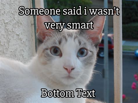 Cat Looks Innocent After Being Called Not Smart Gagbase Ai Powered