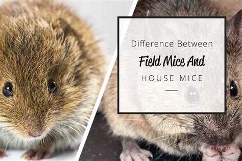 Difference Between Field Mice And House Mice