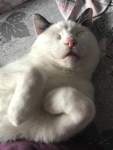 Peep The Cutest Littlest Blep From Dorians Lil Daily Siesta Rblep
