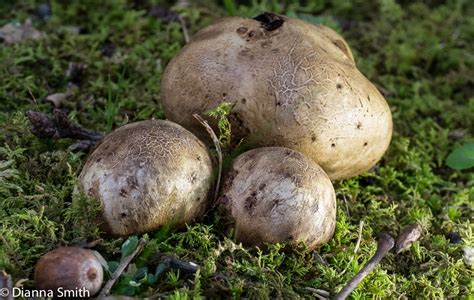 Scleroderma Cepa Dianna Smith