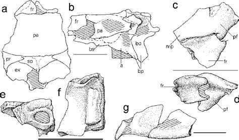 3 Bitis Sp Nov Or Bitis Olduvaiensis Ab Ep 214400a Braincase In