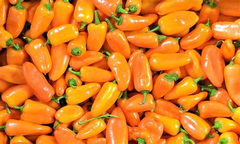Hamik® F1 Pepper Oikos Seeds