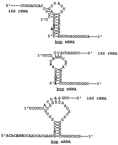 The Role Of The Leader Sequence Coding Region In Expression And