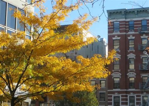 28 Best Common And Native Trees That Grow In Virginia