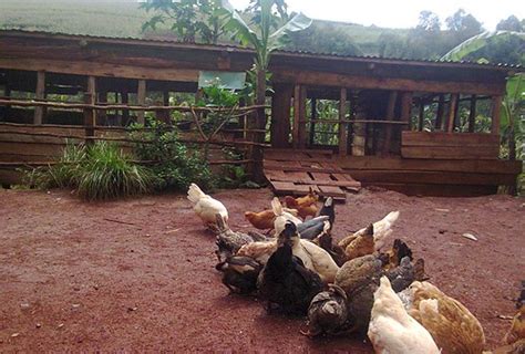 Management Systems In Poultry Farming