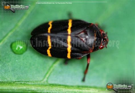 Two Lined Spittlebug