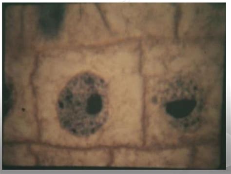 Biology Mitosis Unit Test Flashcards Quizlet
