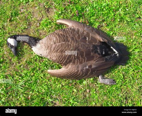 Do Canadian Geese Play Dead At Patricia Madden Blog