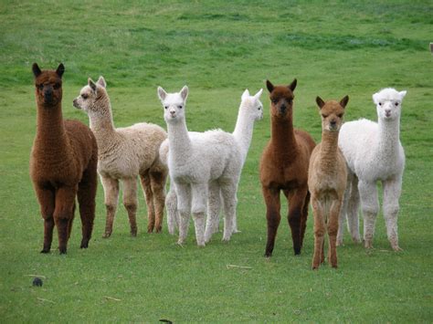 Alpacas So Beautiful Cute Alpaca Llama Pictures Alpaca