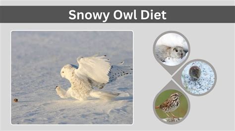 Snowy Owl Diet What Do Snowy Owls Eat