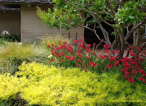 Plantfiles Pictures Coleonema Breath Of Heaven Sunset Gold