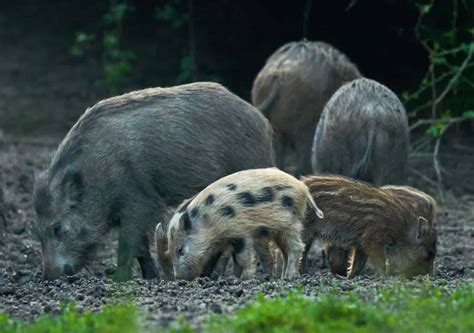 Hog Vs Pig 6 Main Differences A Z Animals