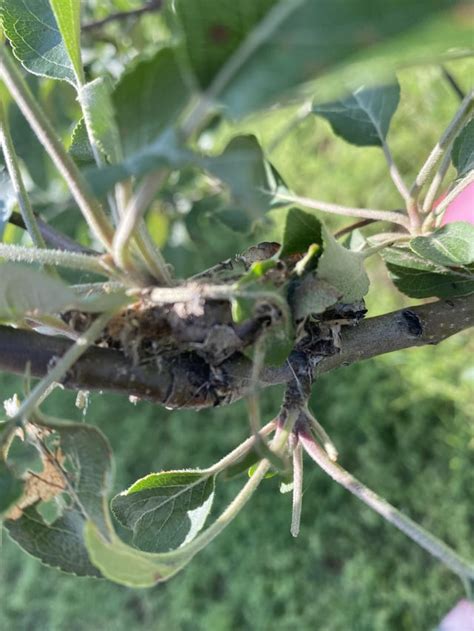 Is This A Bag Worm There Are Normal Bag Worms On The Tree But They Dont Normally Look Like