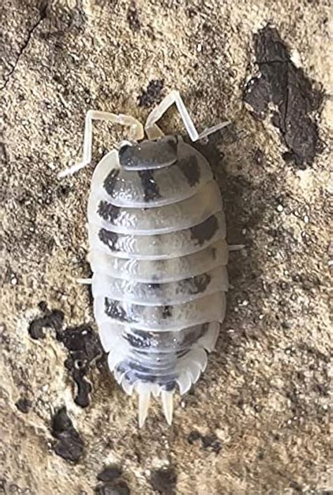 Roly Poly Life Cycle Life Cycle Of A Roly Poly Sciencing