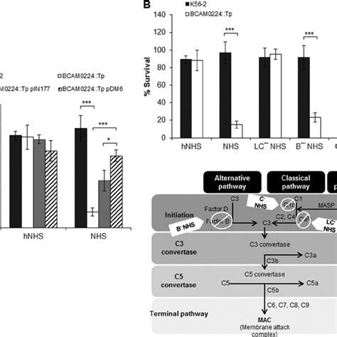 Serum Resistance A Serum Bactericidal Assay With 30 Normal Human