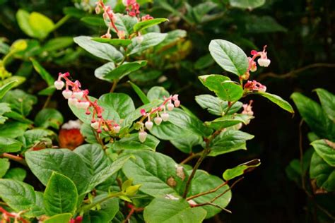 Salal Ground Cover